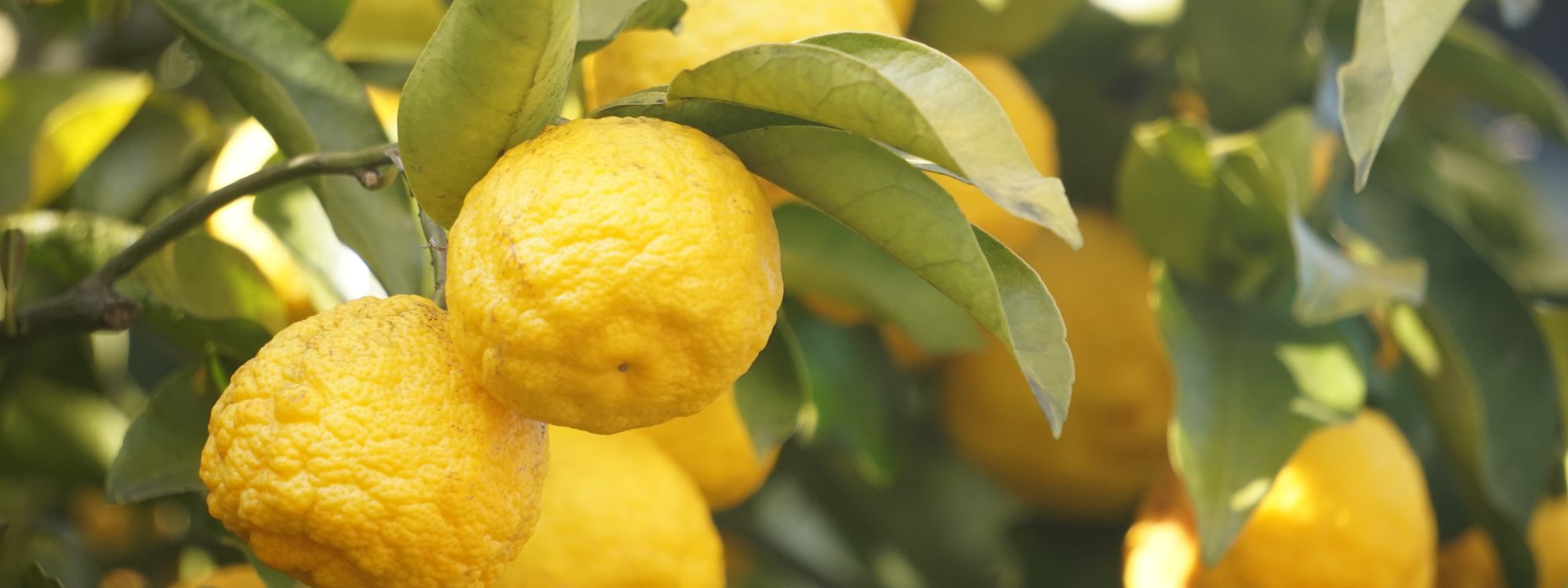 The Power of Yuzu: A Superfood from the East