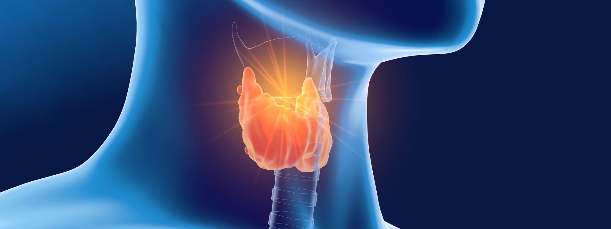 The Thyroid: What Is It, How It Functions, and Disorders