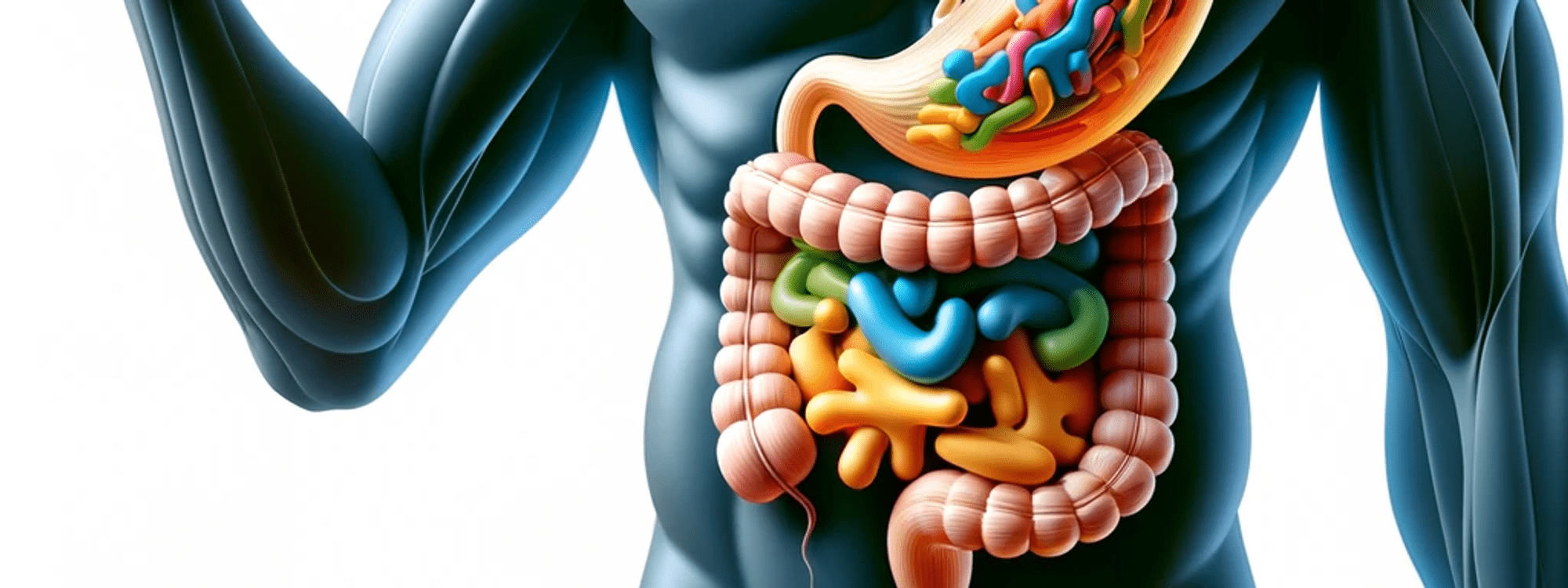Digestion of Fats: The Role of Enzymes and Lipoproteins