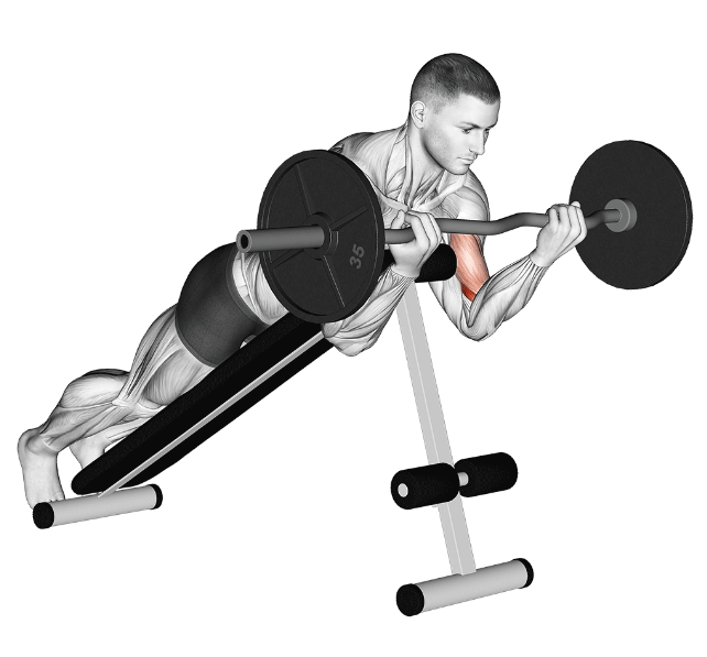 The Art and Science of Biceps Curls