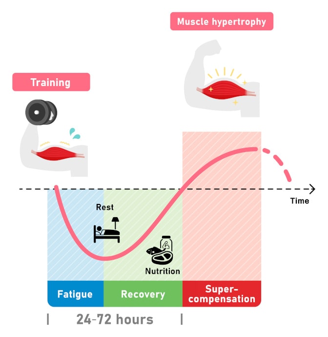 Supercompensation: What It Is and How It Works