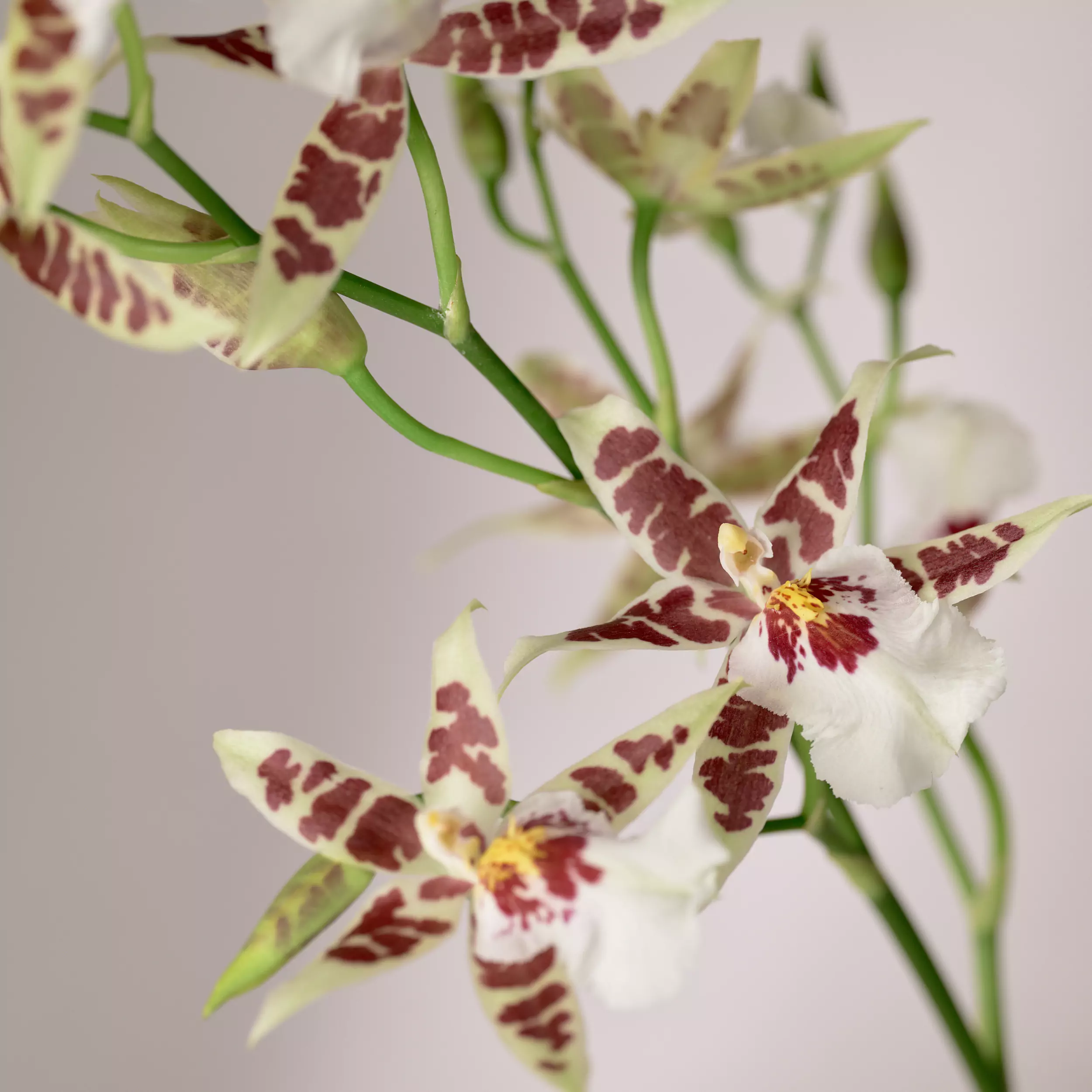 Flowers & Orchids - By Bos