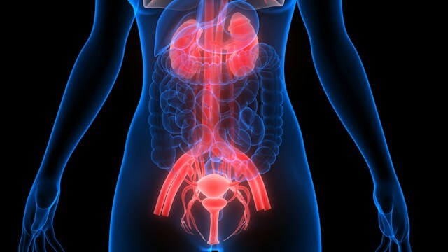 Pelvic Floor Exam & Example | Free PDF Download