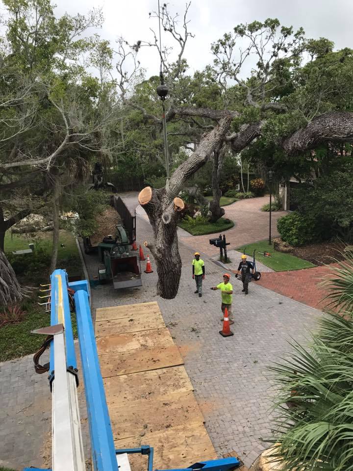 About Affordable Tree Service Sarasota, FL | Trusted Tree Care Experts