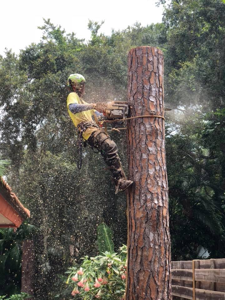 About Affordable Tree Service Sarasota, FL | Trusted Tree Care Experts
