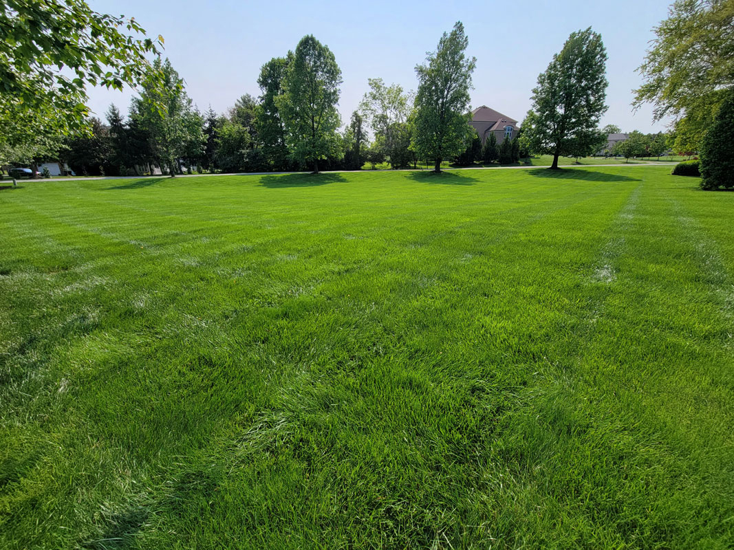 Simply Turf Kid & Pet Safe Lawn Care for NoVA