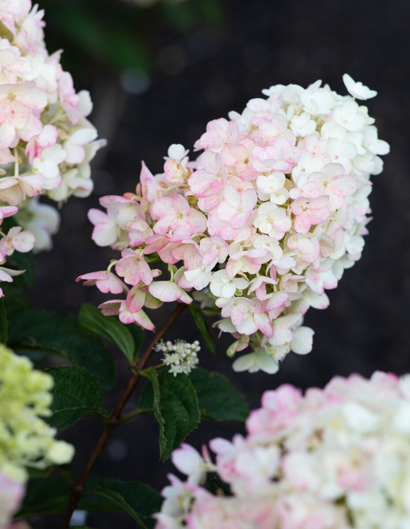 One Floral | Living Creations Little Blossom®