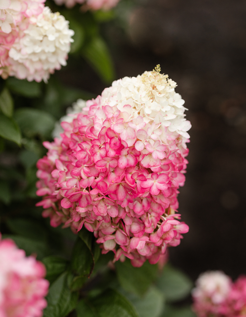 One Floral | Living Red Velvet®