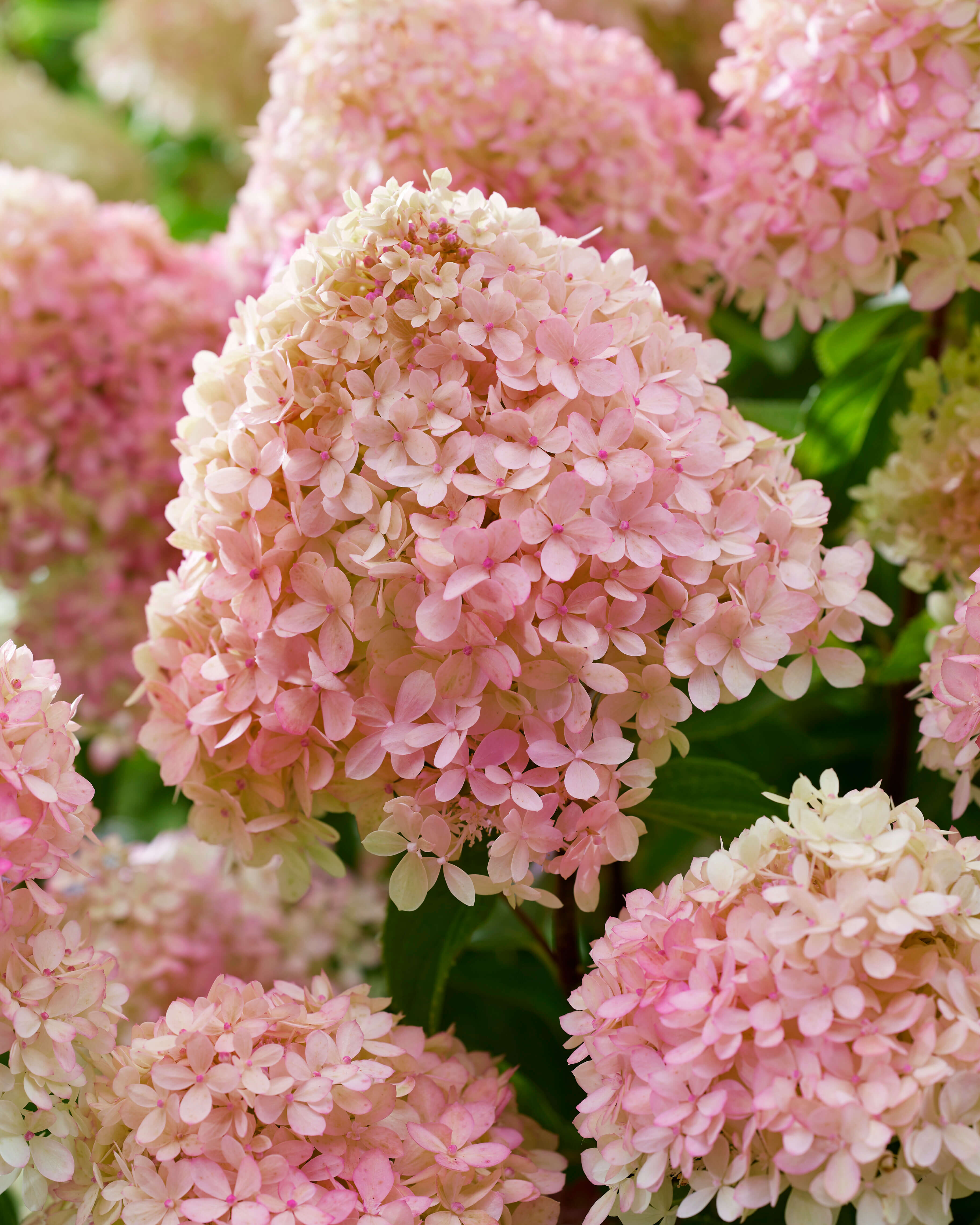 One Floral | Paniculata