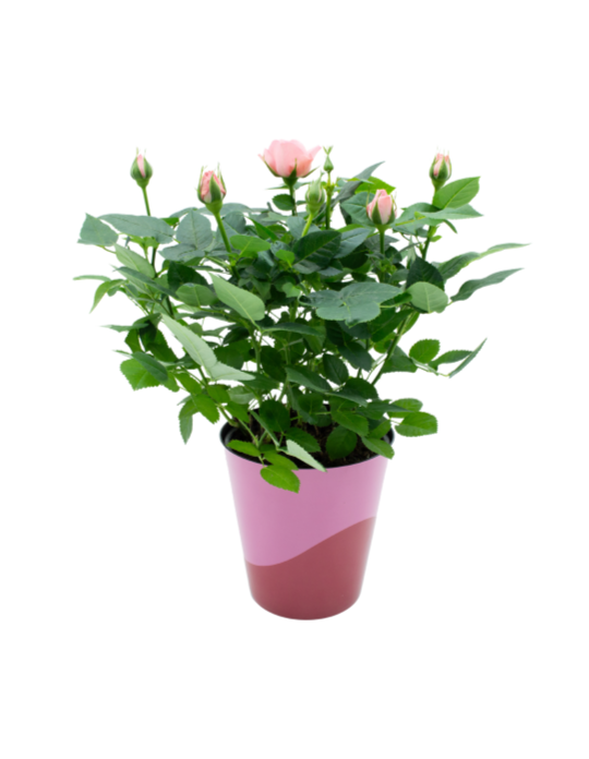 One Floral | Mini Rose