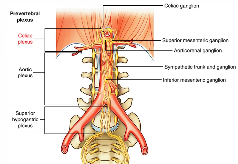 Celiac Ganglion Resection Los Angeles | Dr. Danny Shouhed