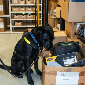Drug Testing & Detection Services | NZ Detector Dogs
