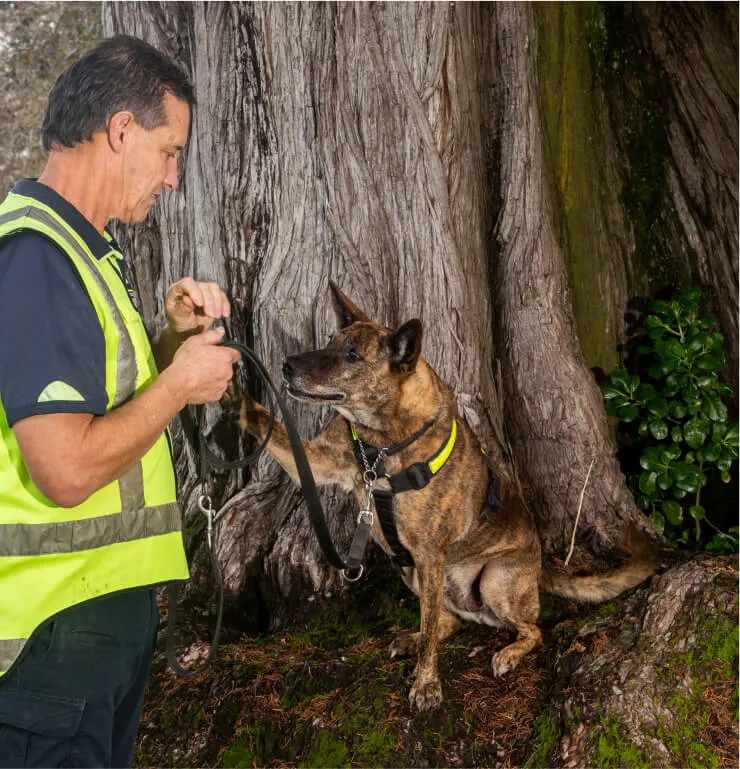 Drug Detection Services - See What We Do | NZ Detector Dogs