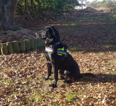 Drug Testing in Food Production | NZ Detector Dogs