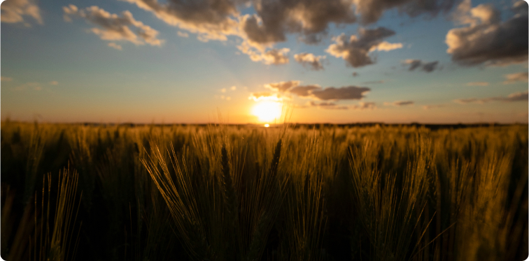 Services | The Land Group