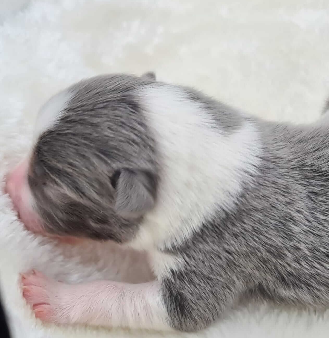 From Goat Mountain – Border Collie Zucht & Hundebetreuung