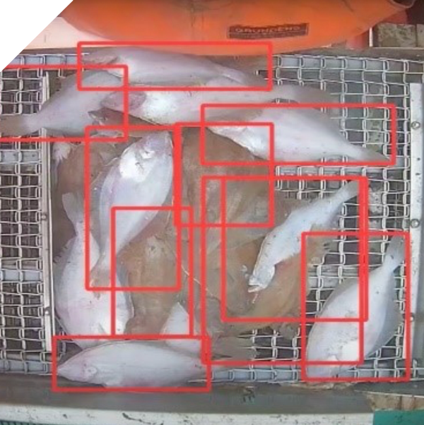 Fisheries Technology | New England Marine Monitoring