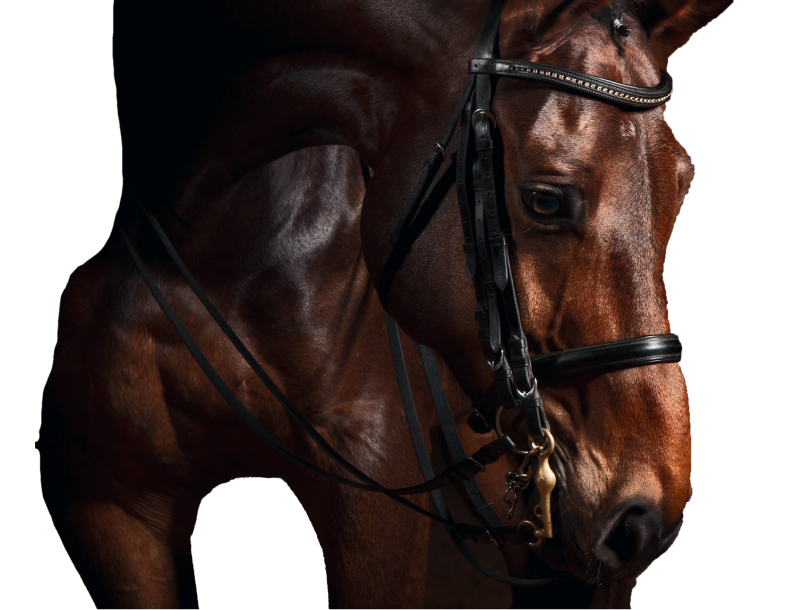 Hagyard Equine Medical Institute - Leading Equine Veterinary Care