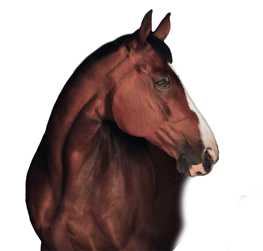 Hagyard Equine Medical Institute - Leading Equine Veterinary Care