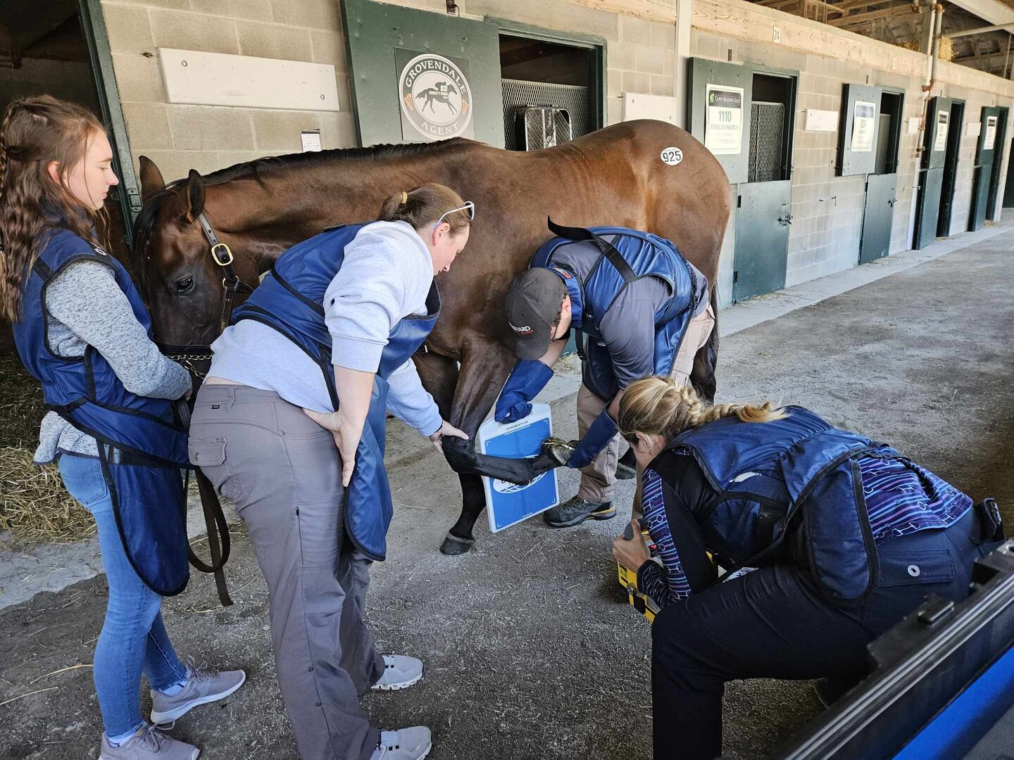 Comprehensive Equine Veterinary Services at Hagyard