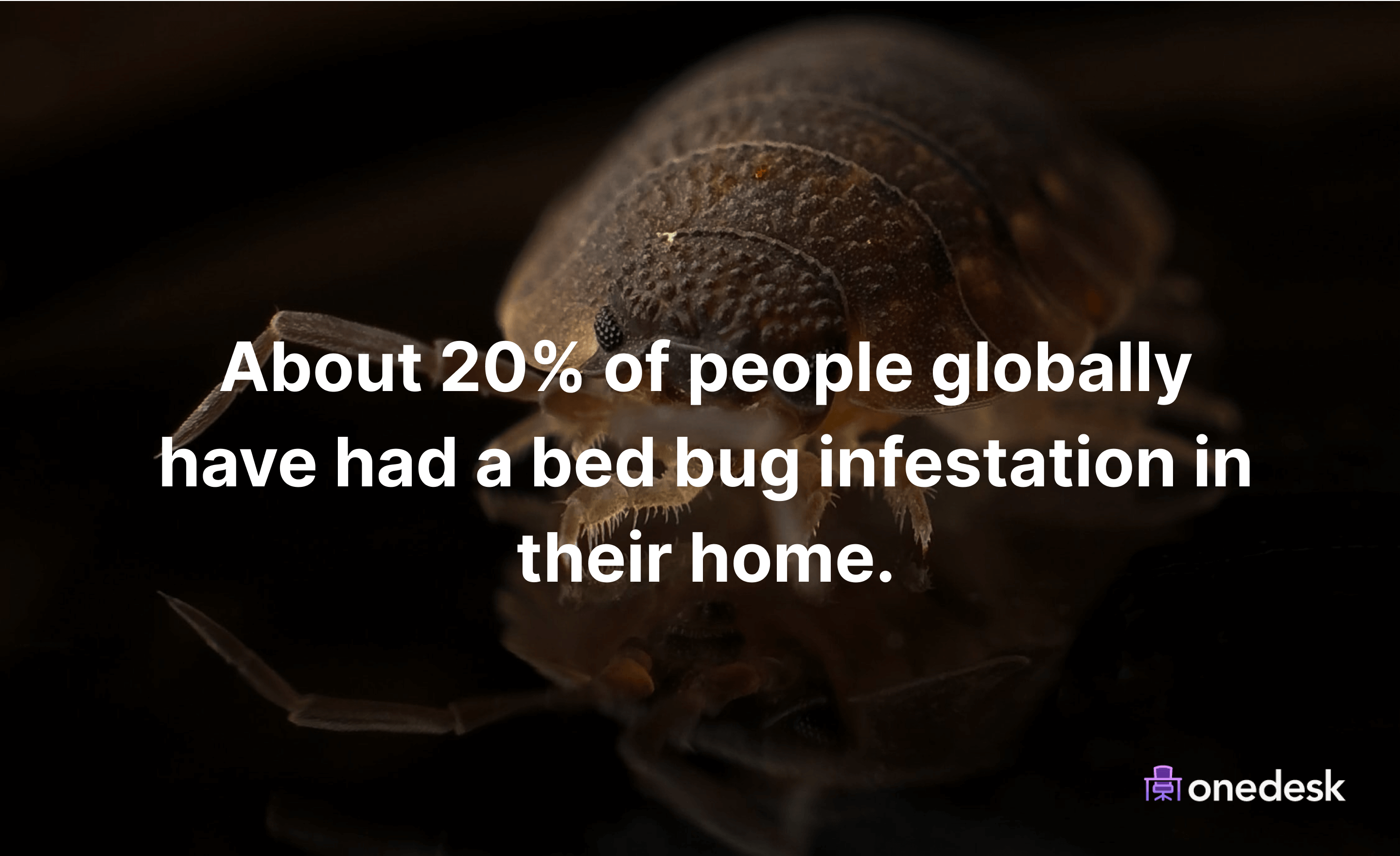 How Common Are Bed Bugs? 51 Bed Bug Statistics