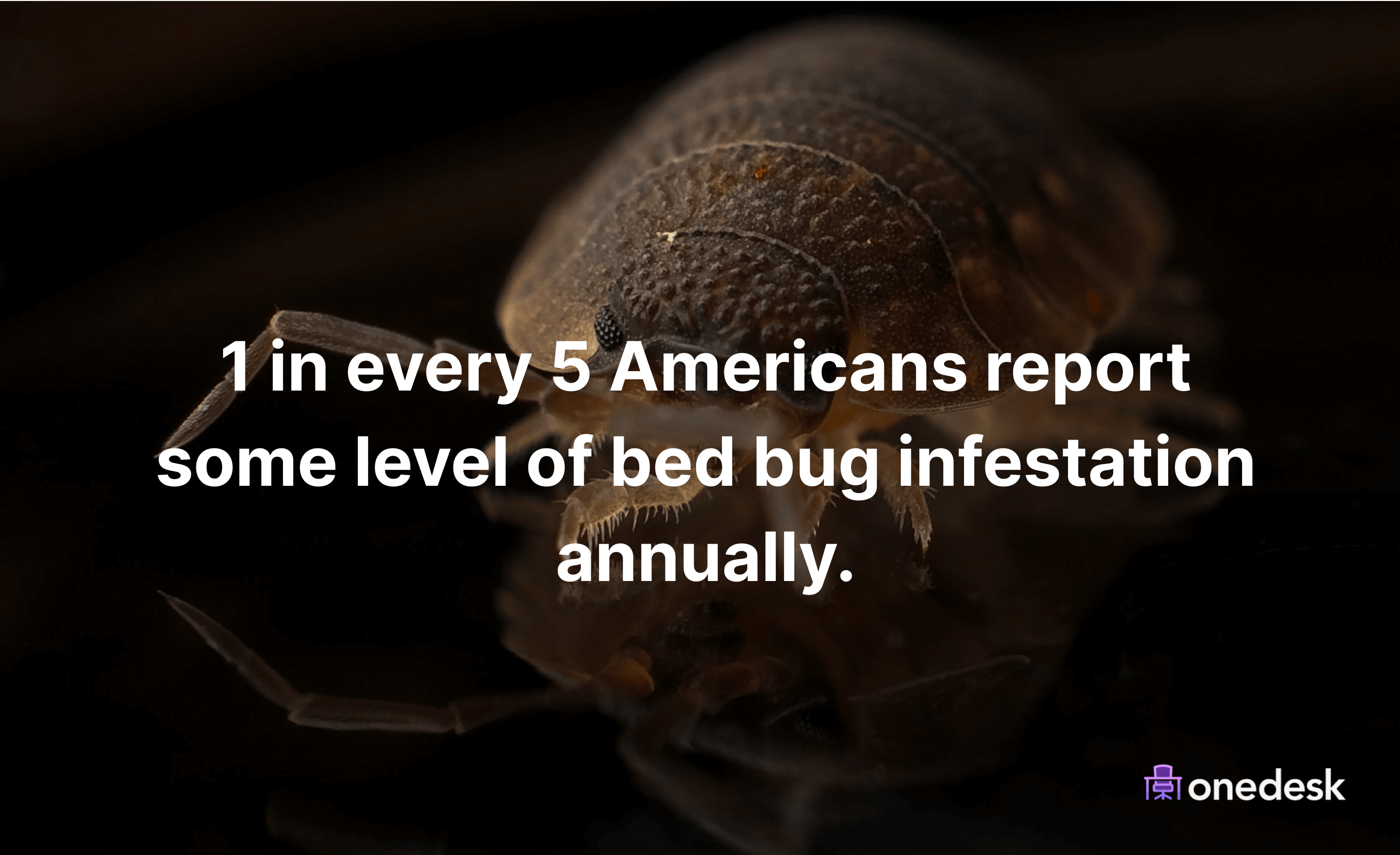 How Common Are Bed Bugs? 51 Bed Bug Statistics