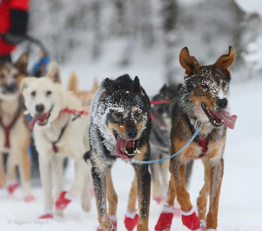 16 Awesome Dog Sledding Tours/Trips: U.S.A