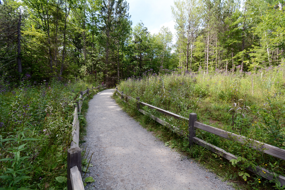Top 20 Best Catskills Hiking Trails (Pet-Friendly & All Difficulties)