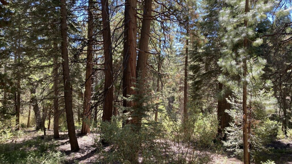 10 Best Hiking Trails in Lake Arrowhead (For Novice Hikers!)