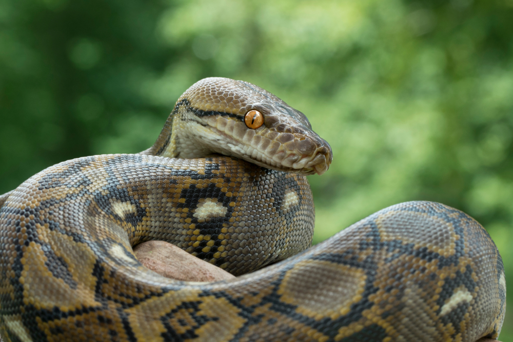 Are there Snakes in Hawaii? (List of Species)