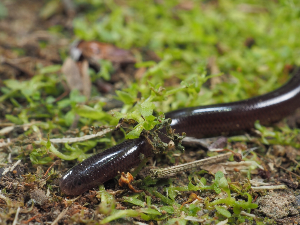 Are there Snakes in Hawaii? (List of Species)