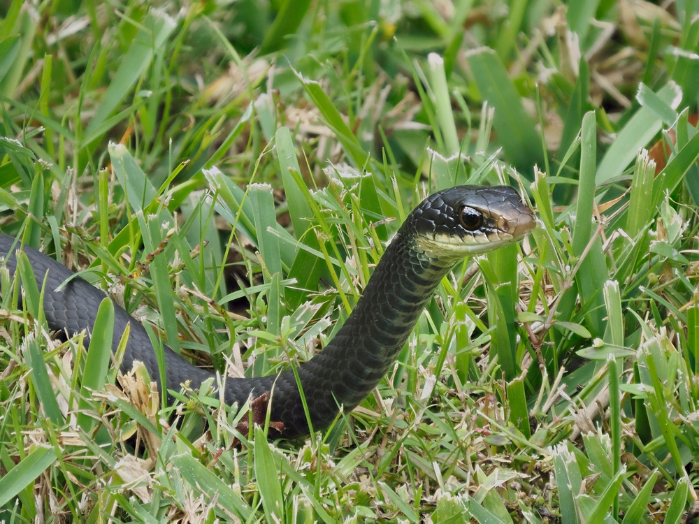 Are there Snakes in Hawaii? (List of Species)