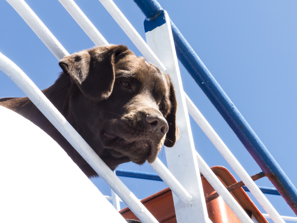 12 BEST Dog-Friendly Cruises (Sightseeing With Your Best Friend!)