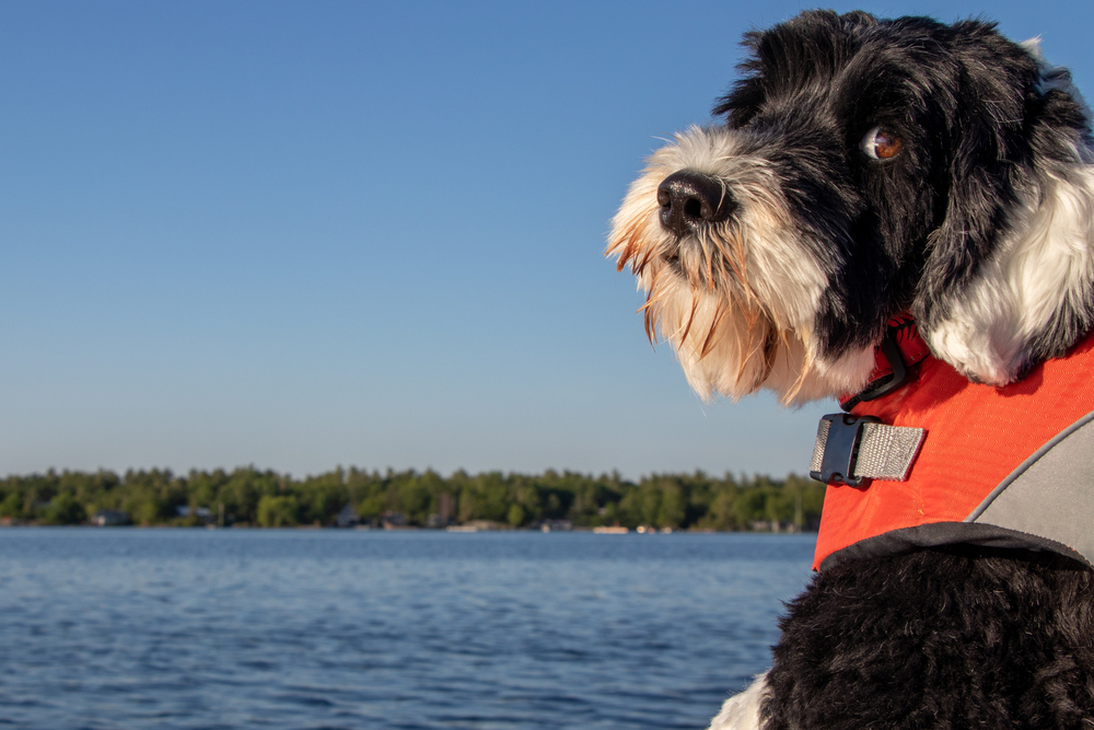 12 BEST Dog-Friendly Cruises (Sightseeing With Your Best Friend!)