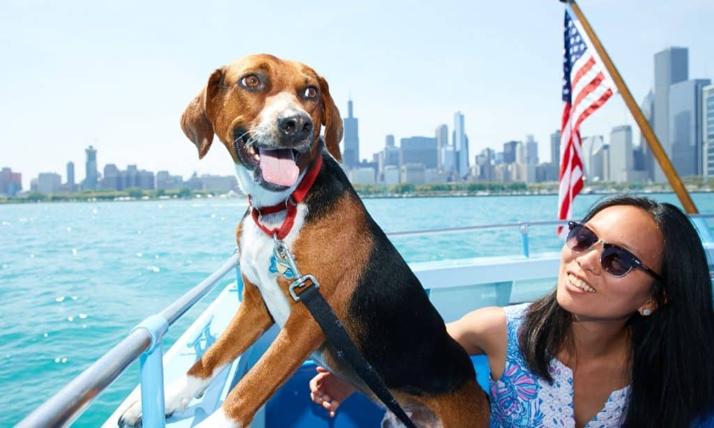 12 BEST Dog-Friendly Cruises (Sightseeing With Your Best Friend!)