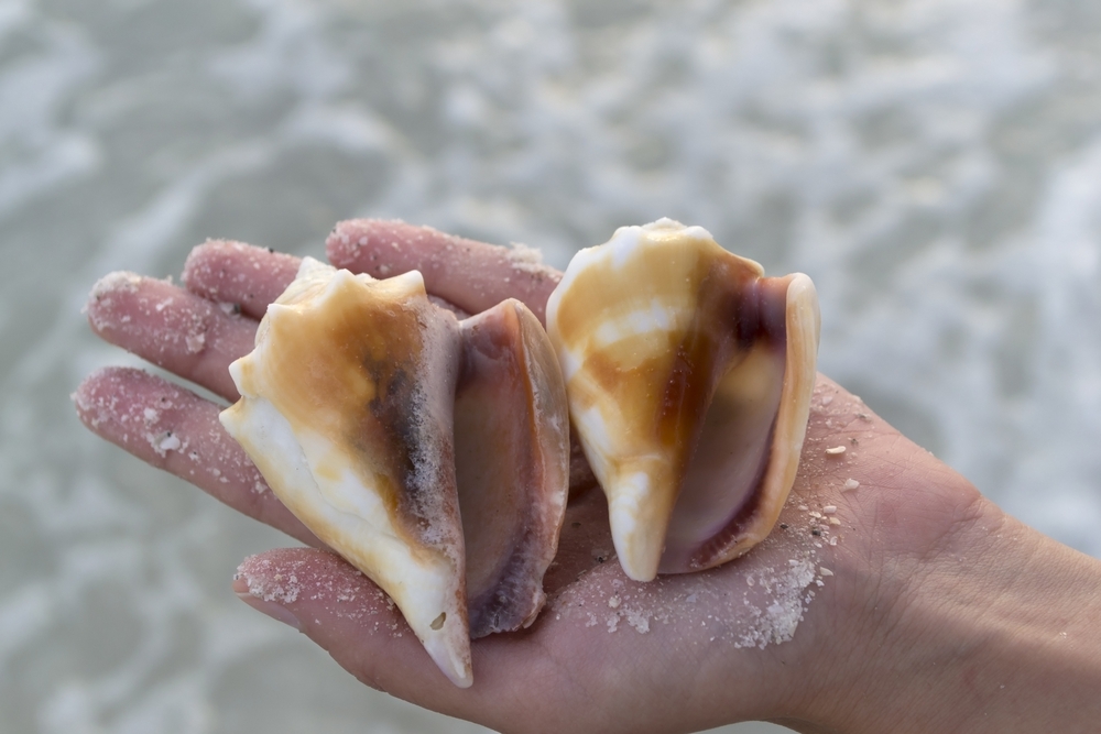 Best Time To Visit Siesta Key (Monthly Breakdown of Activities)