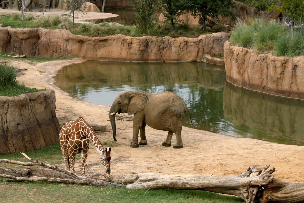 25 BEST Things To Do in Dallas, TX With Kids (You'll Have Fun Too!)