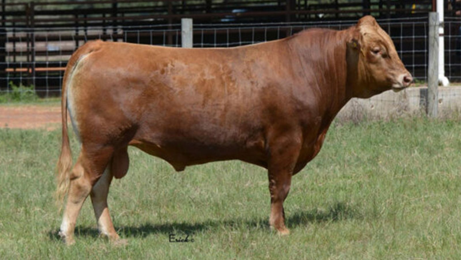 Herdsires