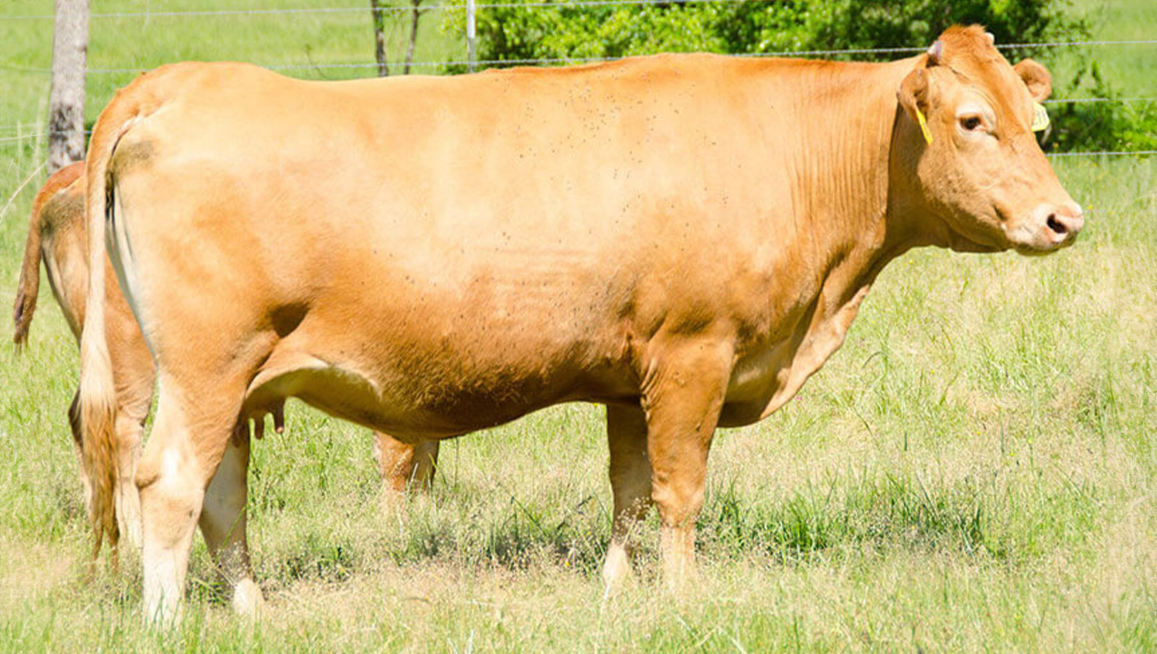Donors Cows