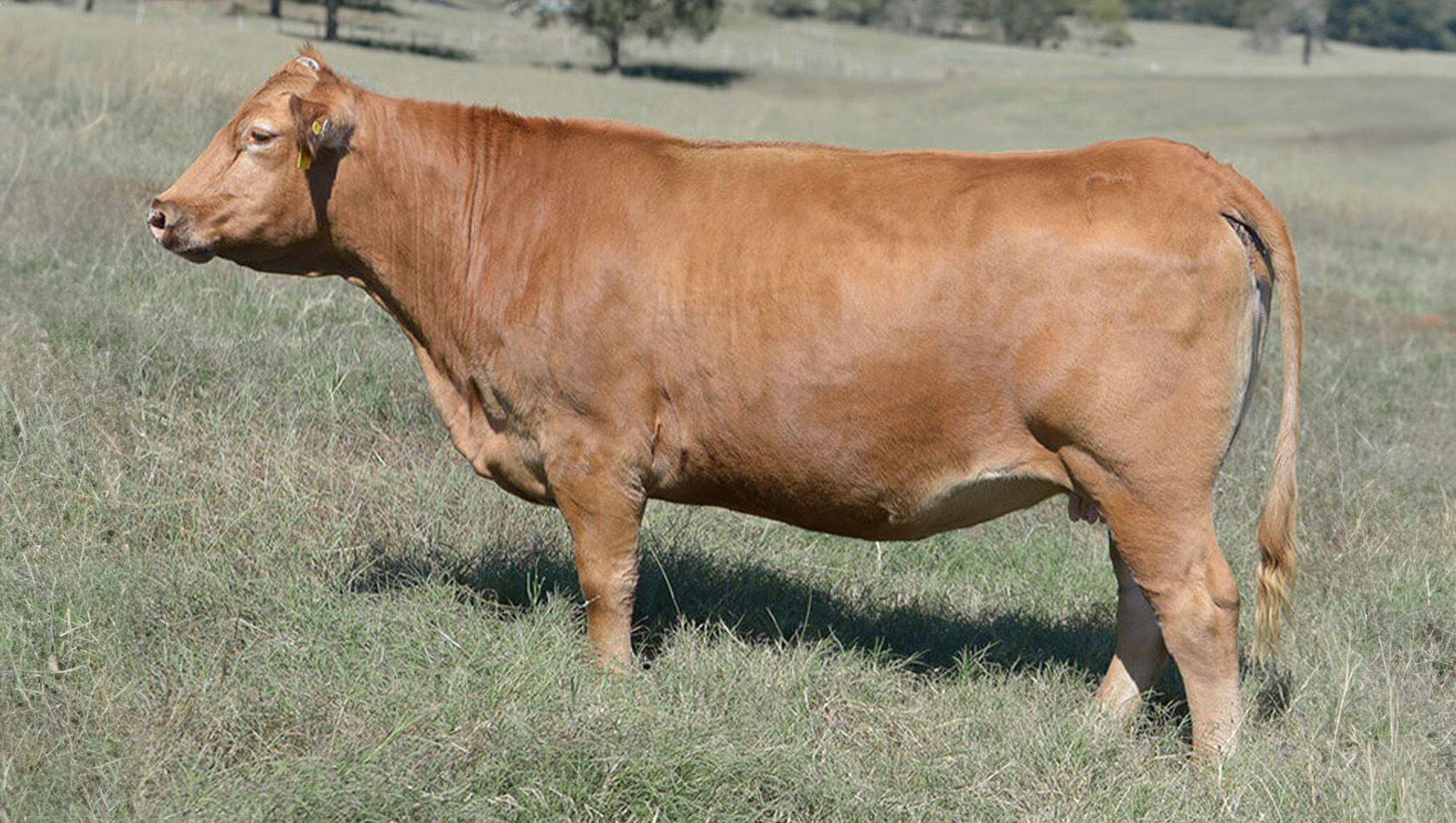 Donors Cows