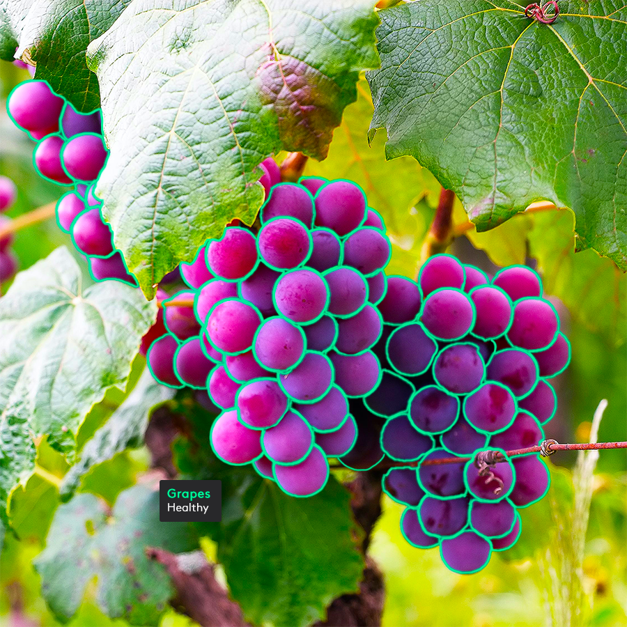 Computer Vision for Agriculture & Food | Sama