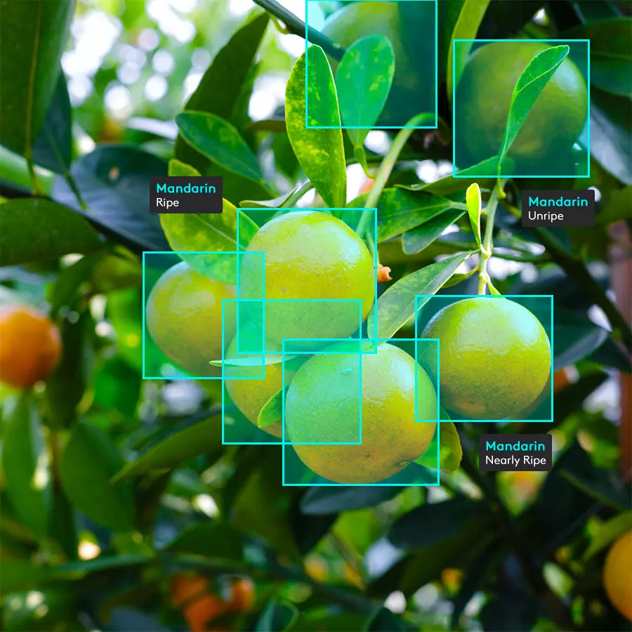 Computer Vision for Agriculture & Food | Sama