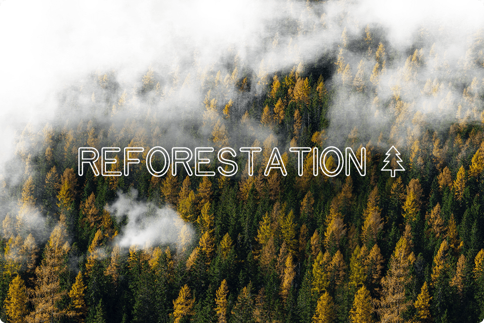 Instructions | Reforestation Germination
