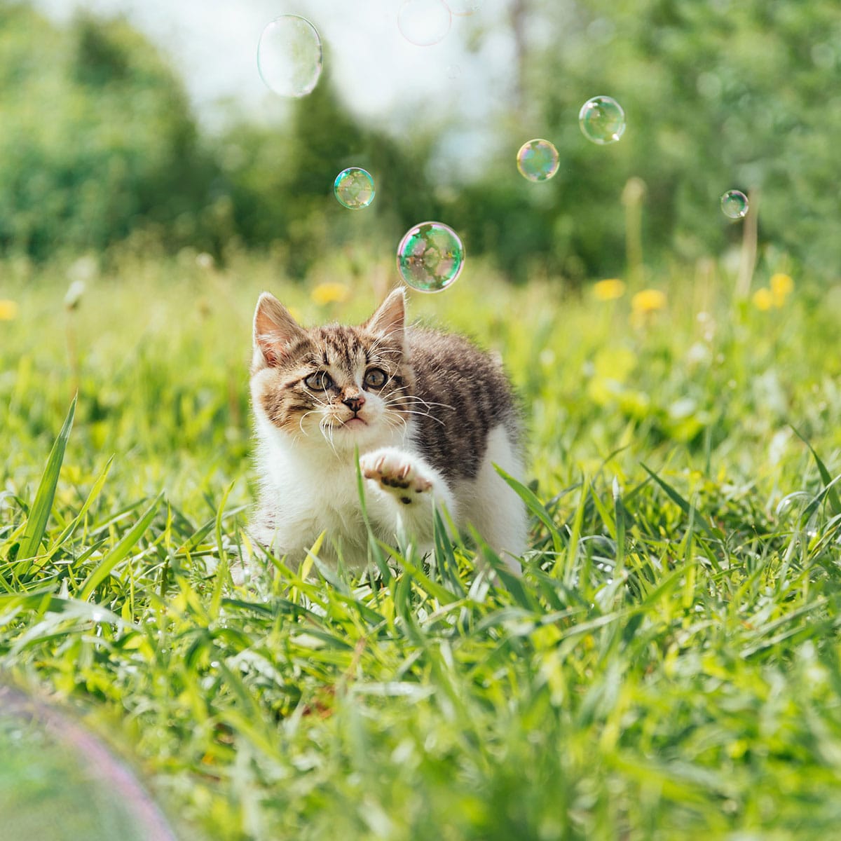 National Cat Health Month 2024