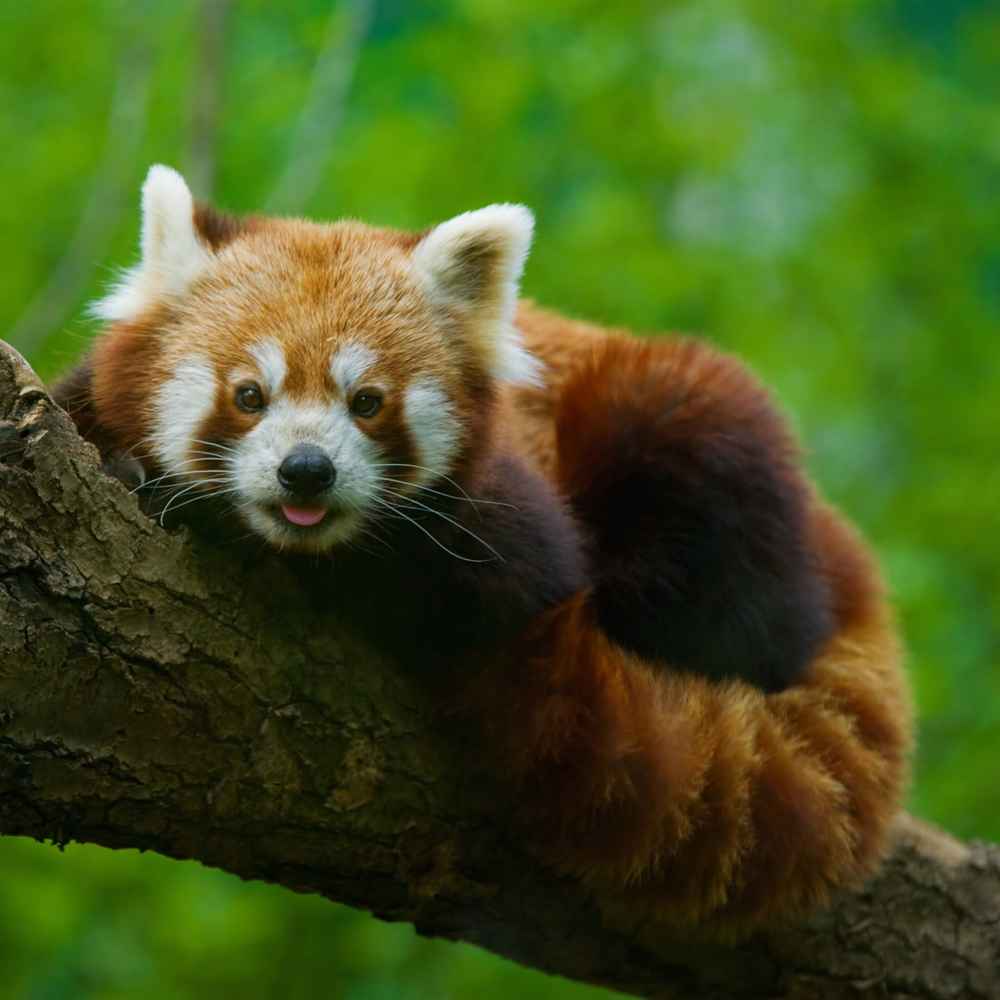 International Red Panda Day 2024