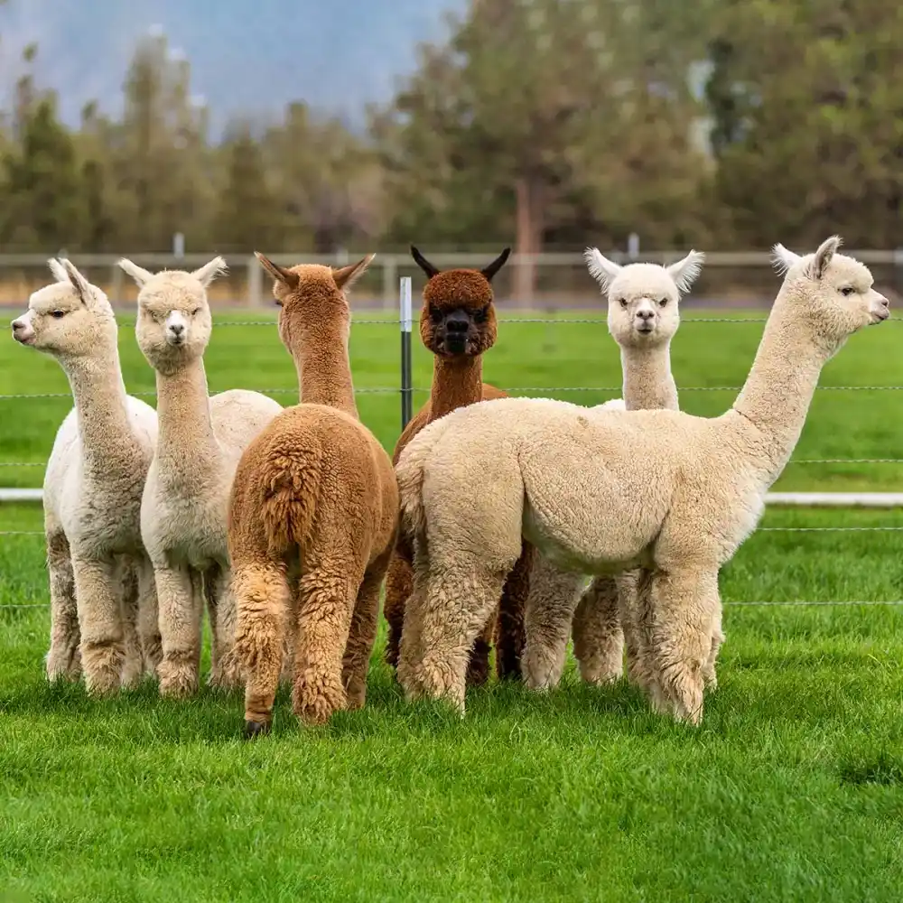 Alpaca Day 2024