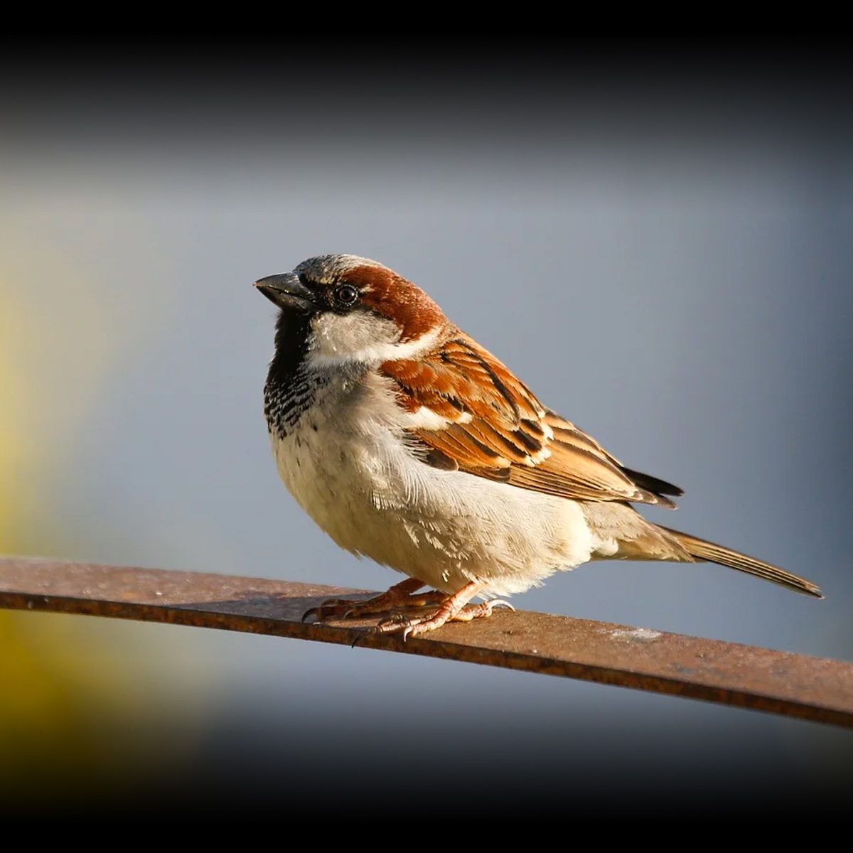 World Sparrow Day 2024