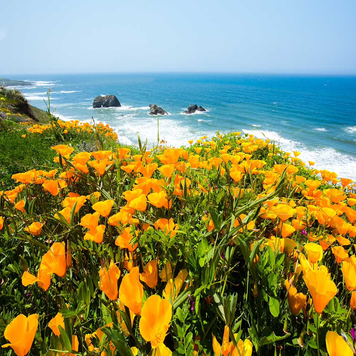 California Poppy Day 2024