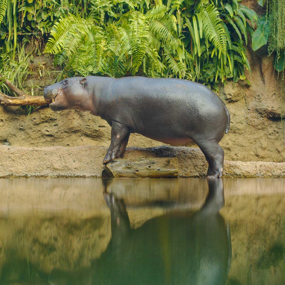 Pygmy Hippo Day 2024