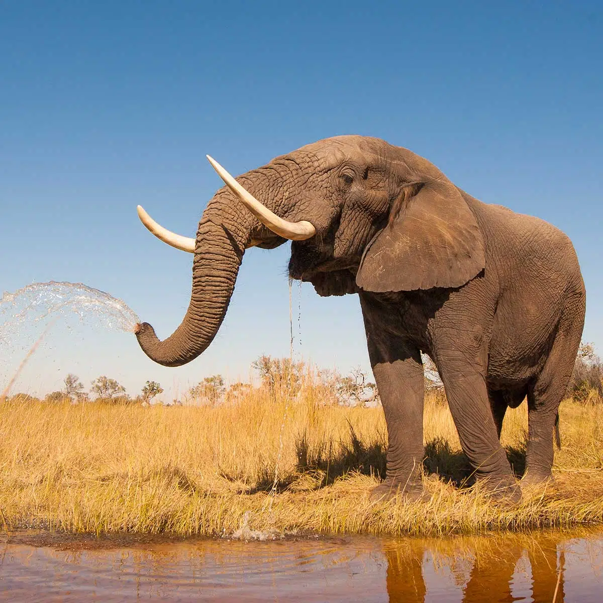 Save the Elephant Day 2024